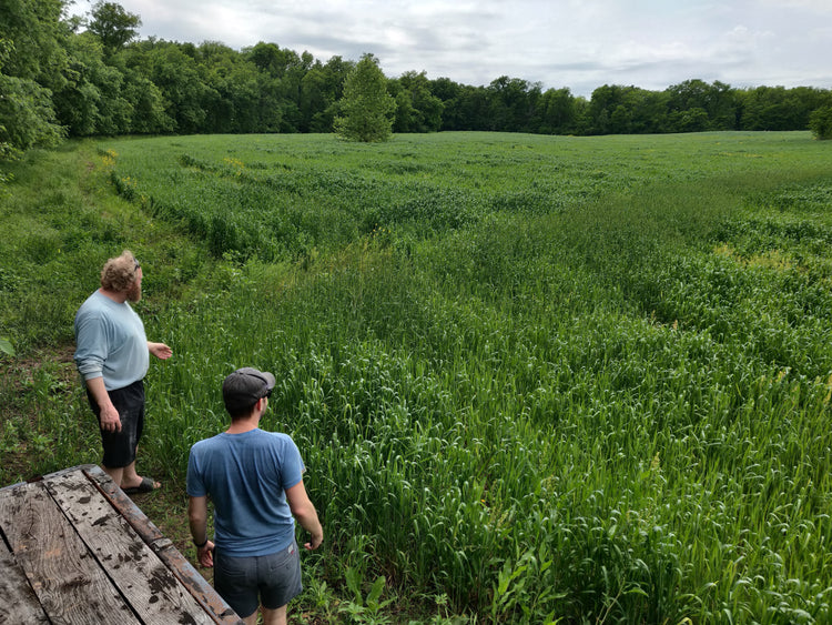 An Eight-Leaf-Clover Day at Stone & Sparrow Farm – Full Circle ...
