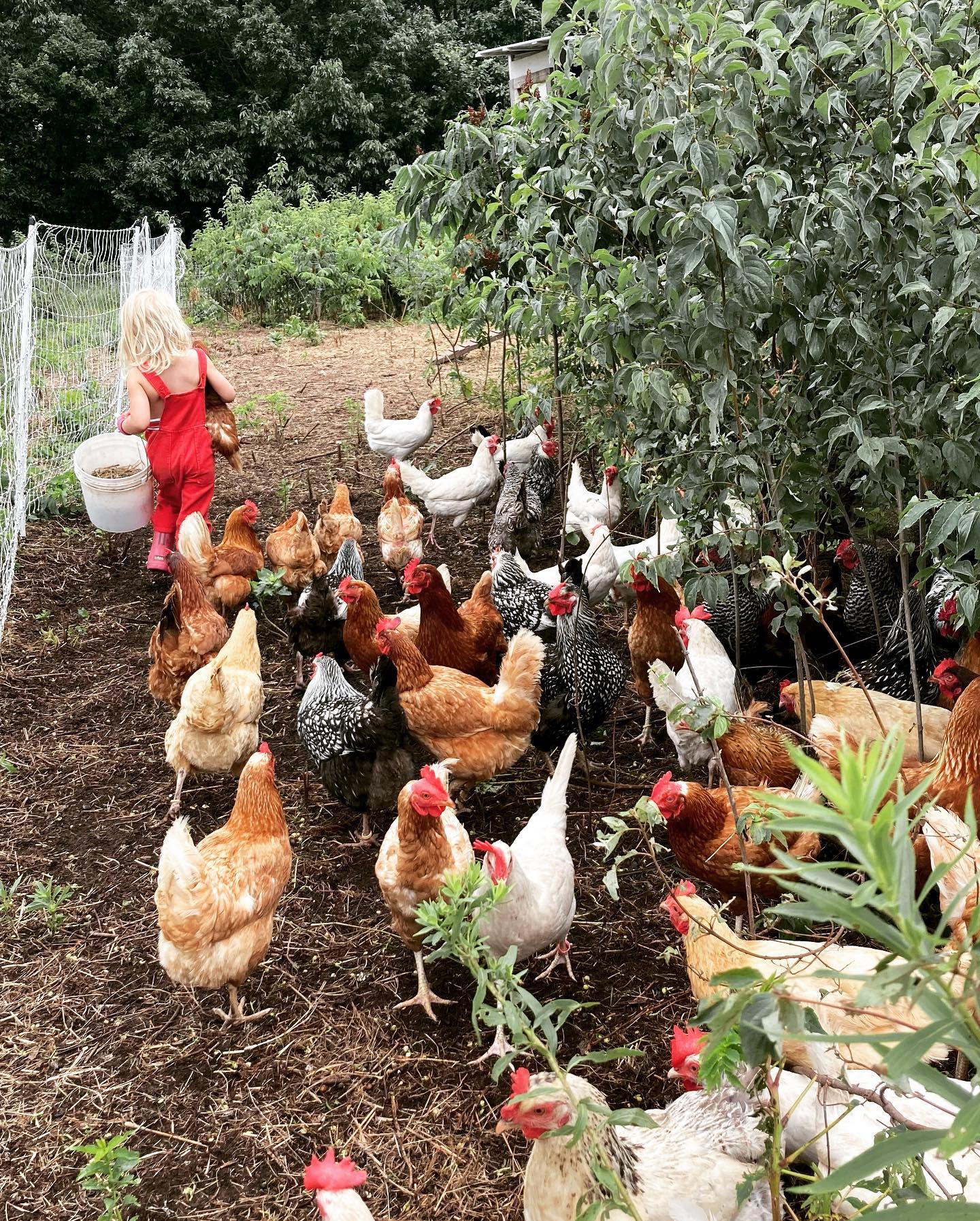 Chicken – Full Circle Sustainability