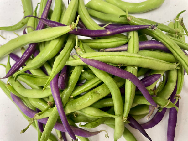 Tri-Color Snap Beans – Full Circle Sustainability